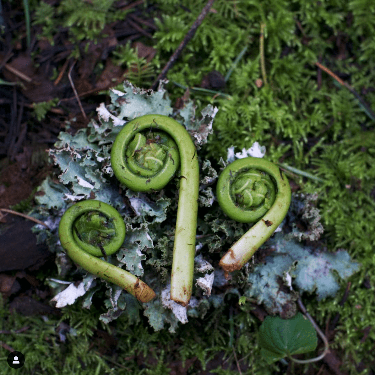 Spring Wild Edible, Medicinal & Utilitarian Plant retreat - Elements of ...